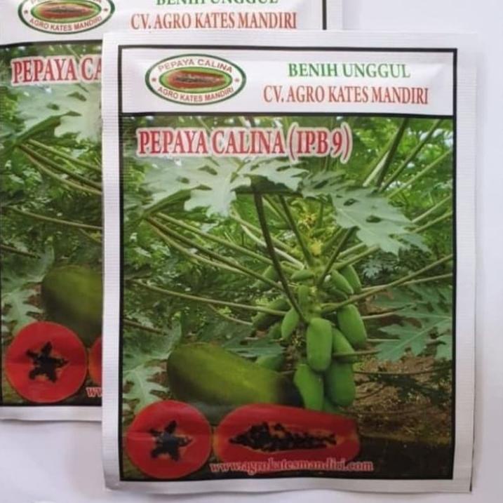 Jual Harga Heboh Bibit Pepaya CALINA IPB9 isi 5 Gram sekitar 250 Biji ...