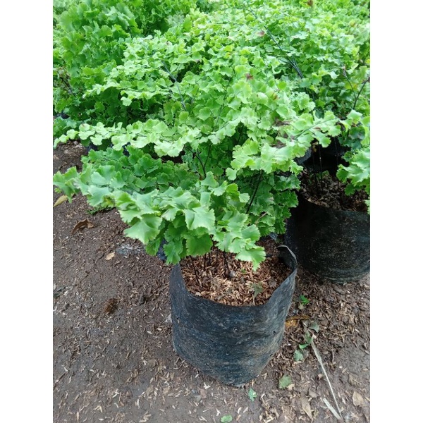 Jual Tanaman Hias Suplir Adiantum Kualitas Bagus Rimbun Tanaman Pot dan ...