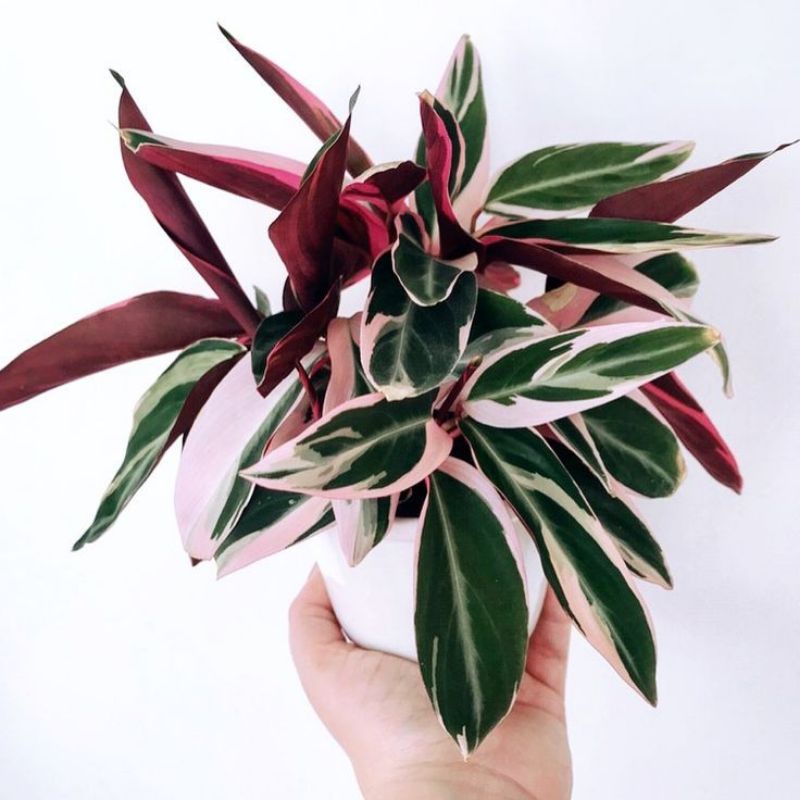 Jual TANAMAN HIAS CALATHEA MERANTI BALI - TANAMAN HIAS CALATHEA ...