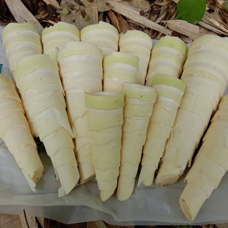 Jual rebung sayur bambu muda makanan desa 1 kg | Shopee Indonesia