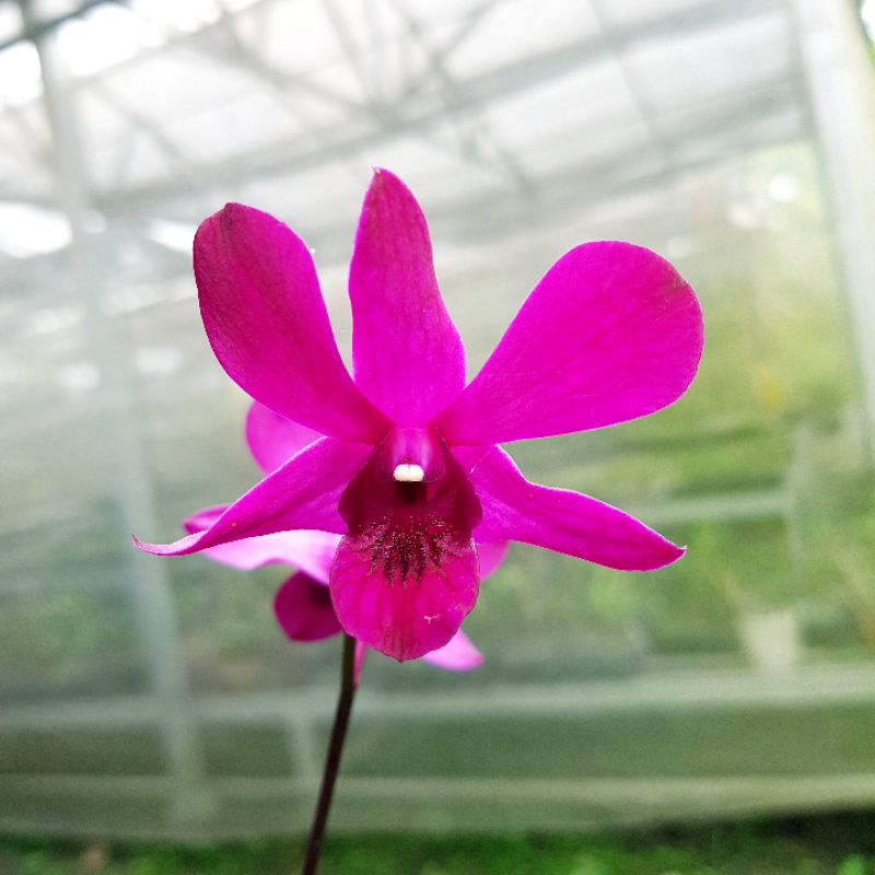 Jual Anggrek Jadulan Dendrobium Bantimurung Full Sun Full Rain Harga ...