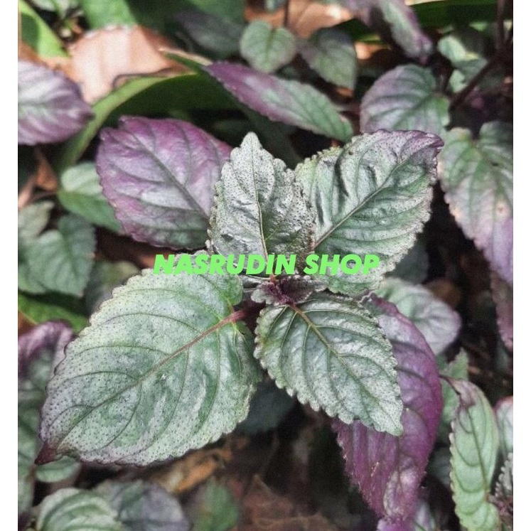 Jual Tanaman hias daun Sambung Getih / sambang getih Tanaman ...