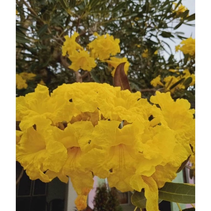 Jual BIBIT BUNGA TABEBUYA KUNING | Shopee Indonesia