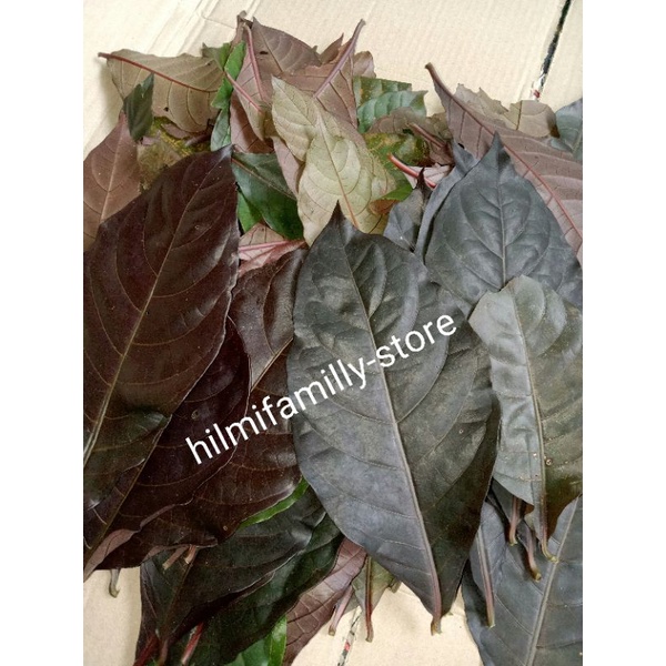 Jual Daun ungu segar , daun handeuleum keramat 100g | Shopee Indonesia