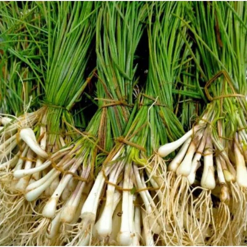 Jual Bawang Batak / Lokio / Hosaya 250 gram | Shopee Indonesia