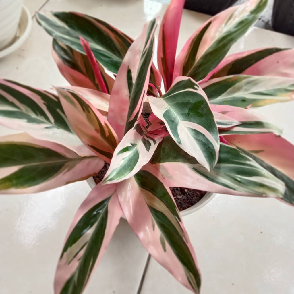 Jual TANAMAN HIAS MERANTI BALI / CALATHEA MULTICOLOR | Shopee Indonesia