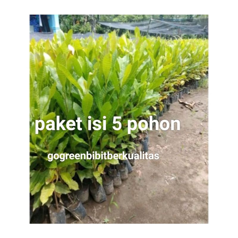 Jual Paket isi 5 pohon jambu mente jambu monyet | Shopee Indonesia