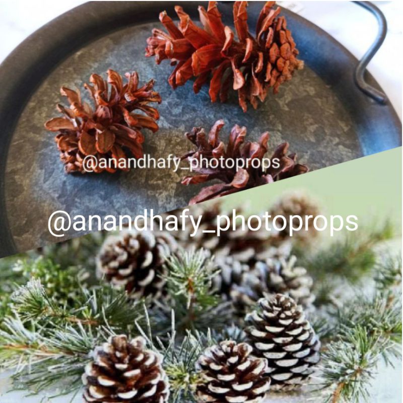 Jual BUNGA PINUS SALJU PUTIH SNOW PINUS BUNGA KERING POHON PINUS FLOWER ...
