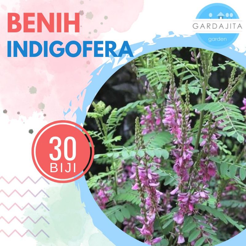 Jual Benih INDIGOFERA isi-30 Biji Pohon Tarum | Shopee Indonesia