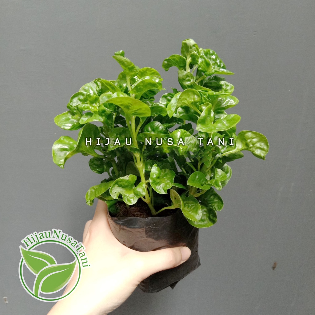 Jual BIBIT BAYAM BRAZIL - anakan tanaman sayur brasil stek berakar akar ...