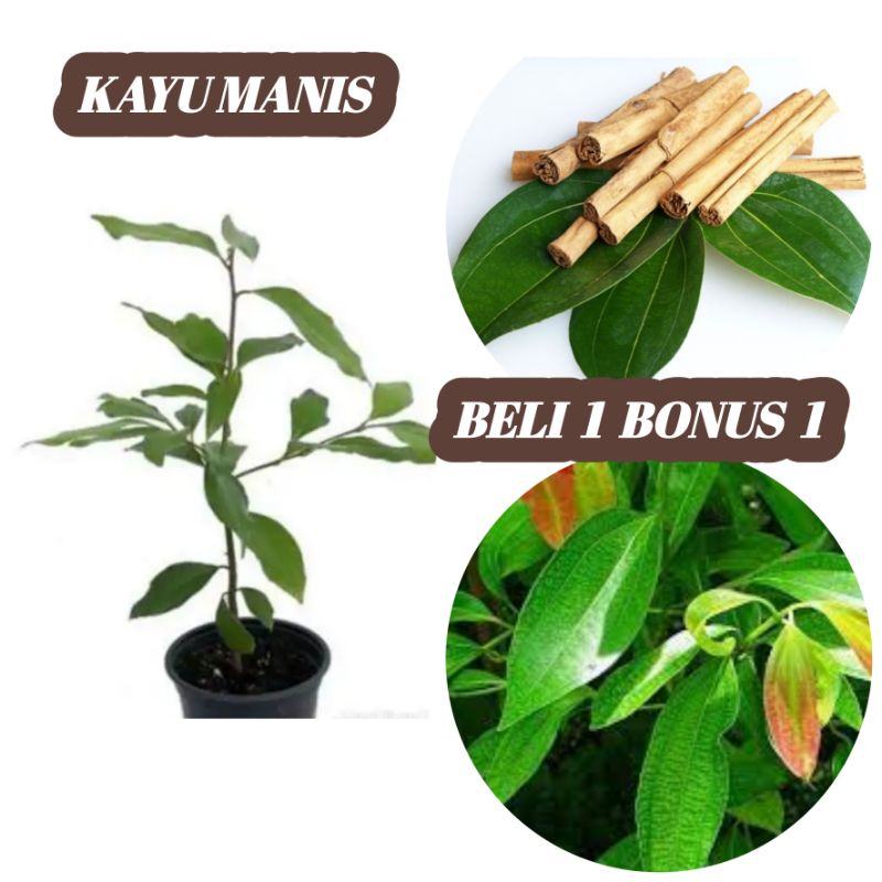 Jual BIBIT POHON KAYU MANIS/ CINNAMON TREE | Shopee Indonesia