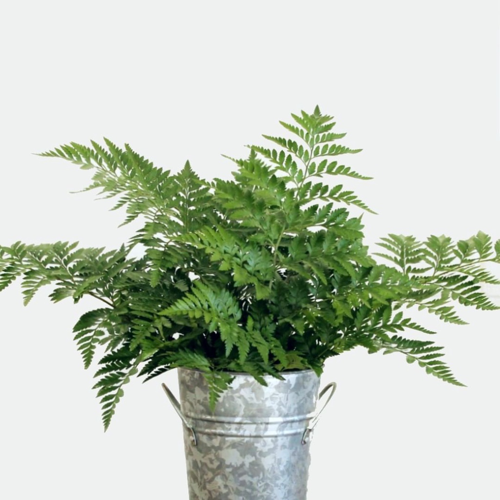 Jual pakis kayu / leatherleaf fern / Rumohra adiantiformis | Shopee ...