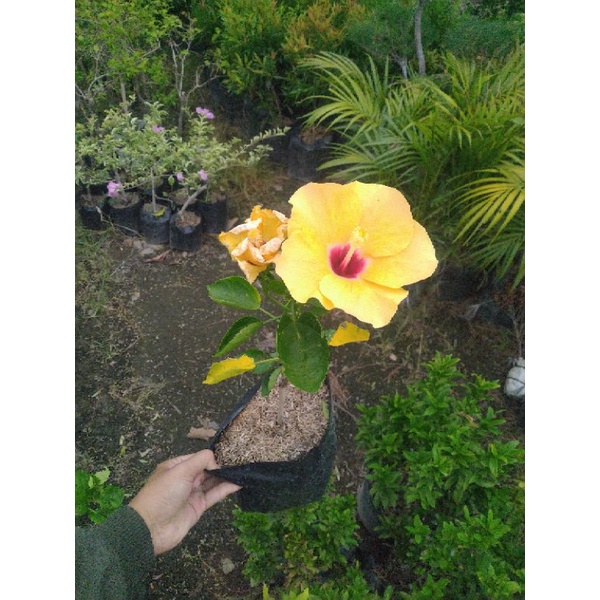 Jual Bunga Pucuk Arjuna Bangkok Kuning atau Tanaman Bunga Pucuk Arjuna ...