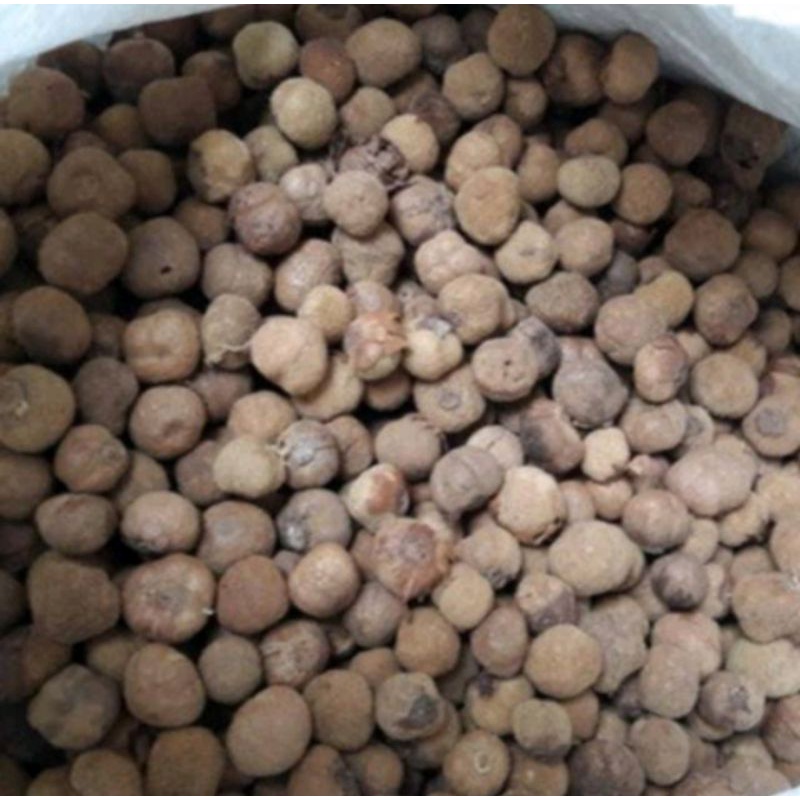 Jual [COD] Eceran Biji / Benih Jati Solomon/ Jati Hibrid | Shopee Indonesia