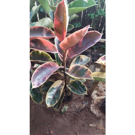 Jual Tanaman hias hidup ficus elastica ruby tricolor karet kebo tanaman ...