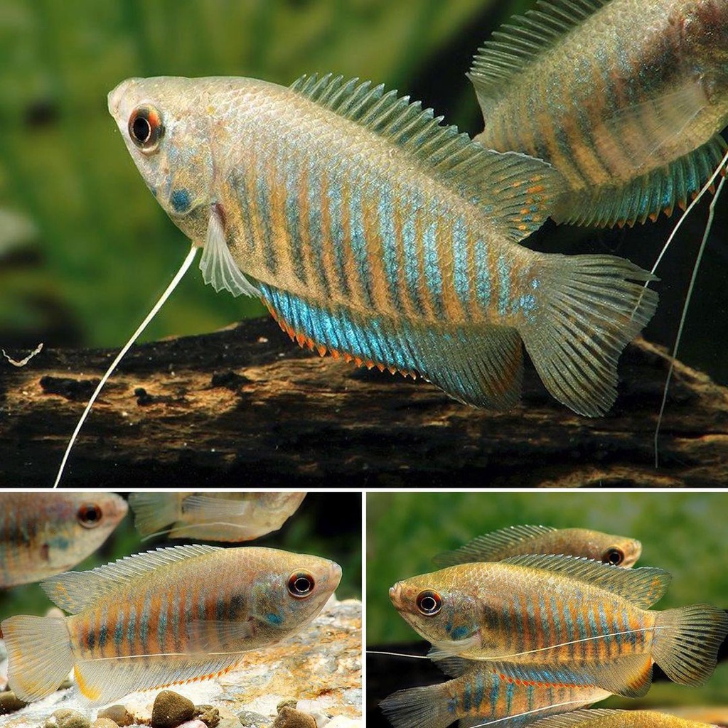 Jual ikan hias aquascape sepat labiosa kecil ikan sepat | Shopee Indonesia