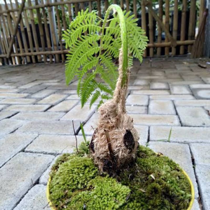 Jual tanaman hias pakis monyet hitam dan putih 1 meter | Shopee Indonesia