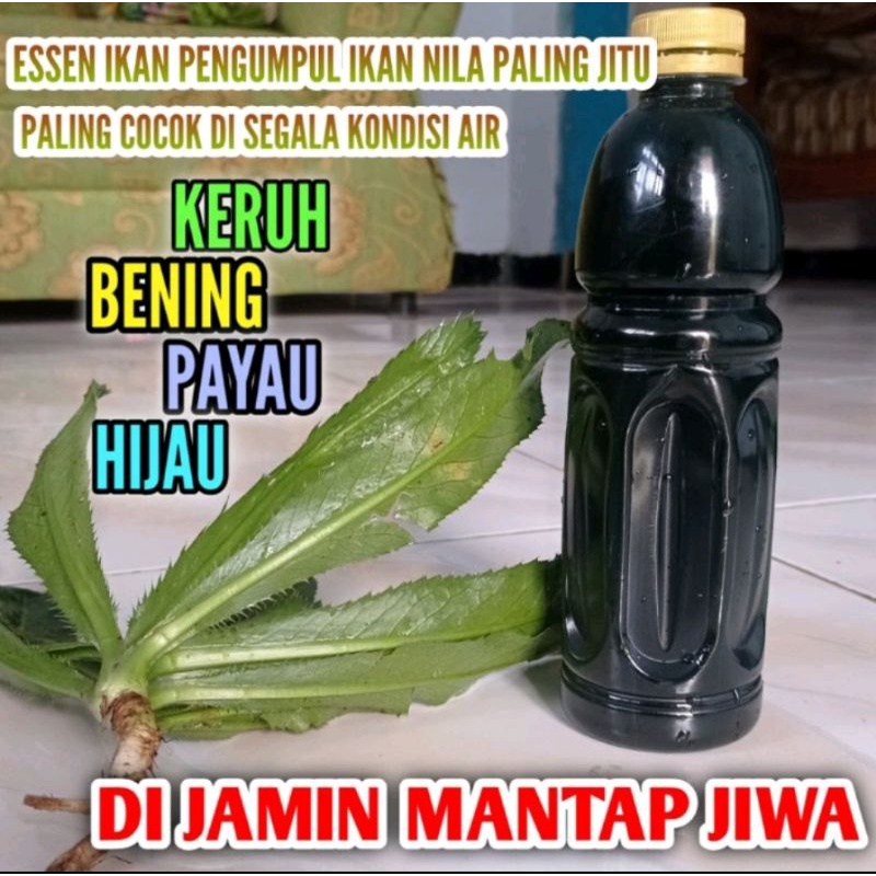 Jual essen jus walang sengit pengumpul ikan nila jitu per botol 600 ml ...