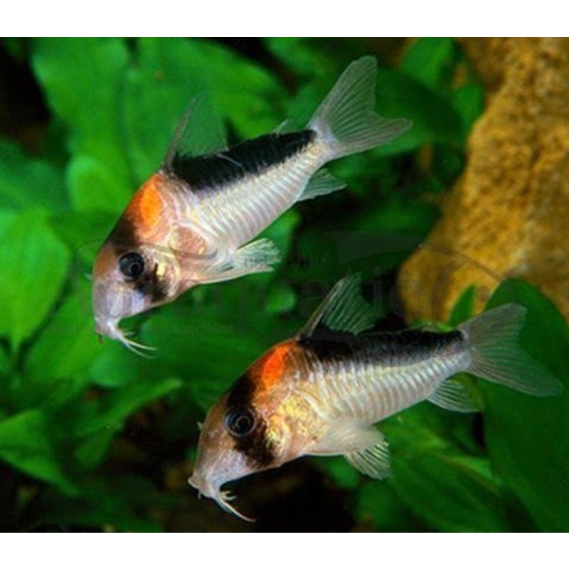 Jual Corydoras Adolfoi / Coridoras Adolfoi Aldofoi | Shopee Indonesia