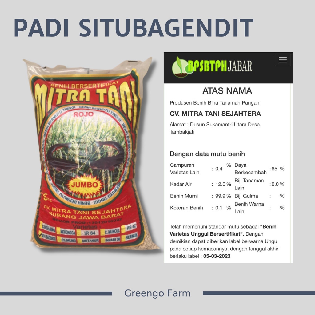 Jual Benih Padi Gogo Varietas Situbagendit cocok untuk di lahan kering ...