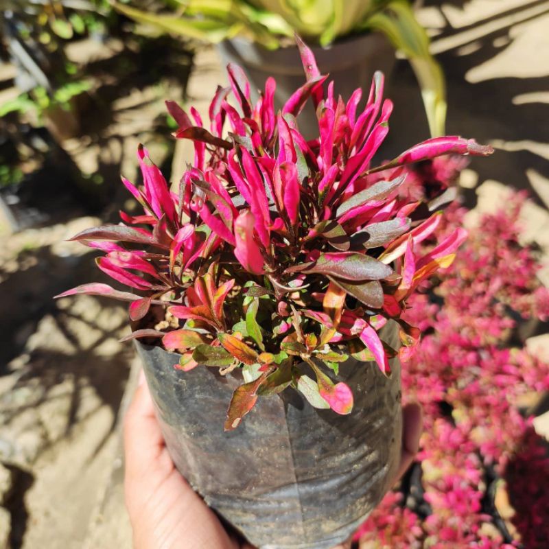 Jual krokot merah / calico plant / rumput merah unik / Alternanthera ...