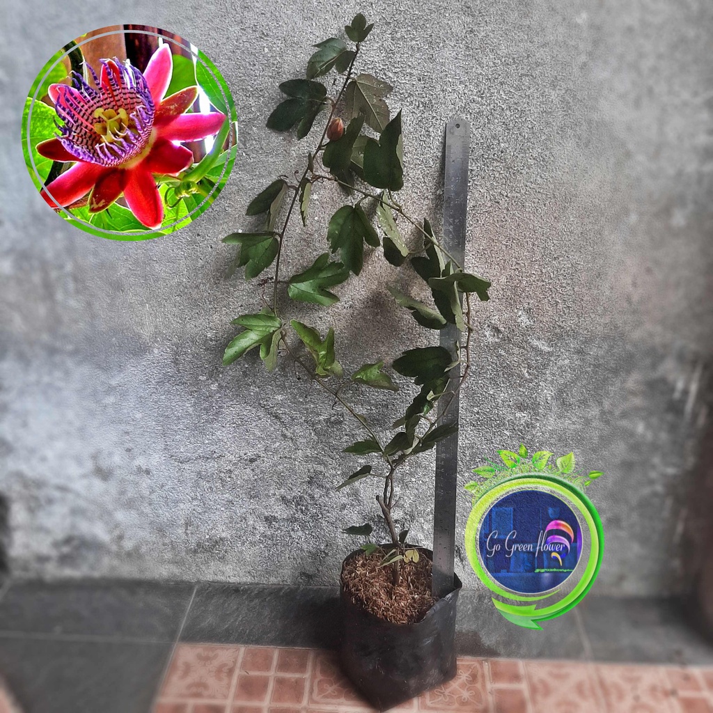 Jual PASSIFLORA COCCINEA tanaman rambat TANAMAN MERAMBAT PASSIFLORA ...