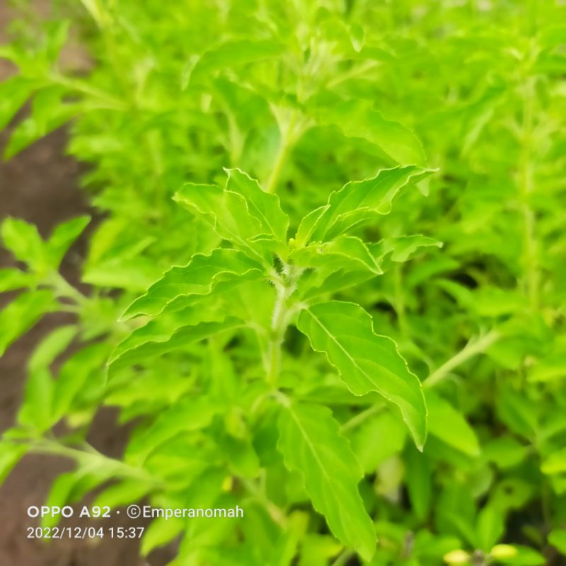 Jual Bibit Tanaman Herbal Lampes Ruku-ruku atau Holy Basil Murah ...
