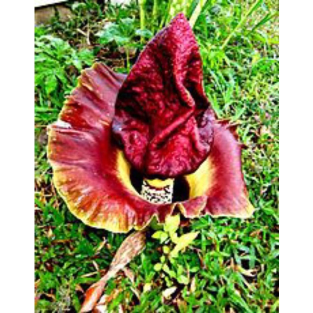 Jual umbi bunga bangkai suwek /suweg | Shopee Indonesia