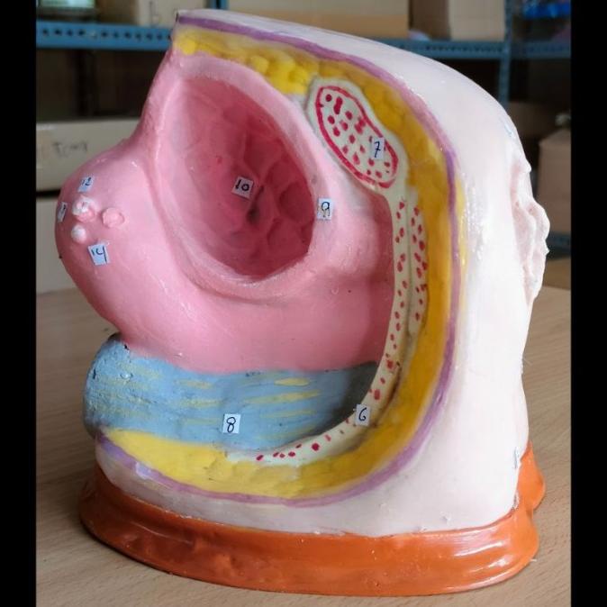 Jual Phantom Manikin Alat Peraga Model Pemasangan Kateter Murah ...