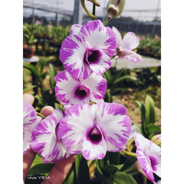 Jual Anggrek Dendrobium Maradona Purple Splash Spike/Berbunga | Koleksi ...
