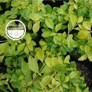 Jual Penitian Kuning Pangkas Emas Duranta Aurea | Shopee Indonesia