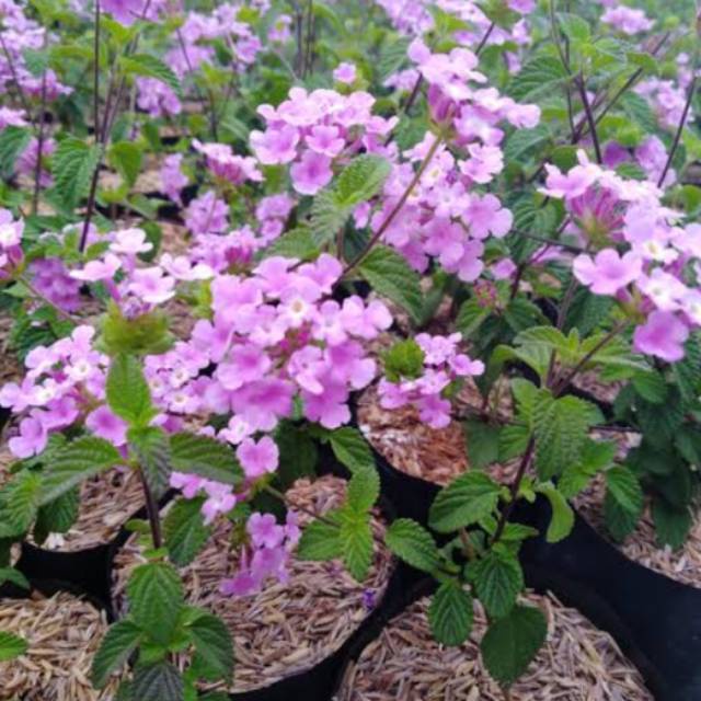 Jual Tanaman Hias Bunga Lantana Ungu / Tembelekan Ungu | Shopee Indonesia