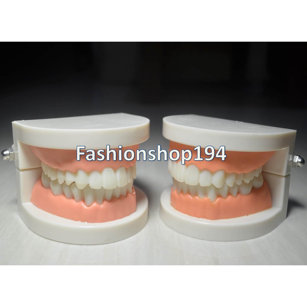 Jual Model Gigi/ Phantom Gigi/ Model Studi Gigi/ Replika Gigi | Shopee ...