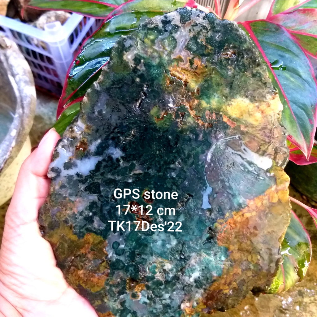 Jual PROMO LEMPENGAN BADAR LUMUT AKIK SUPER / LEMPENGAN SUPER KRISTAL ...