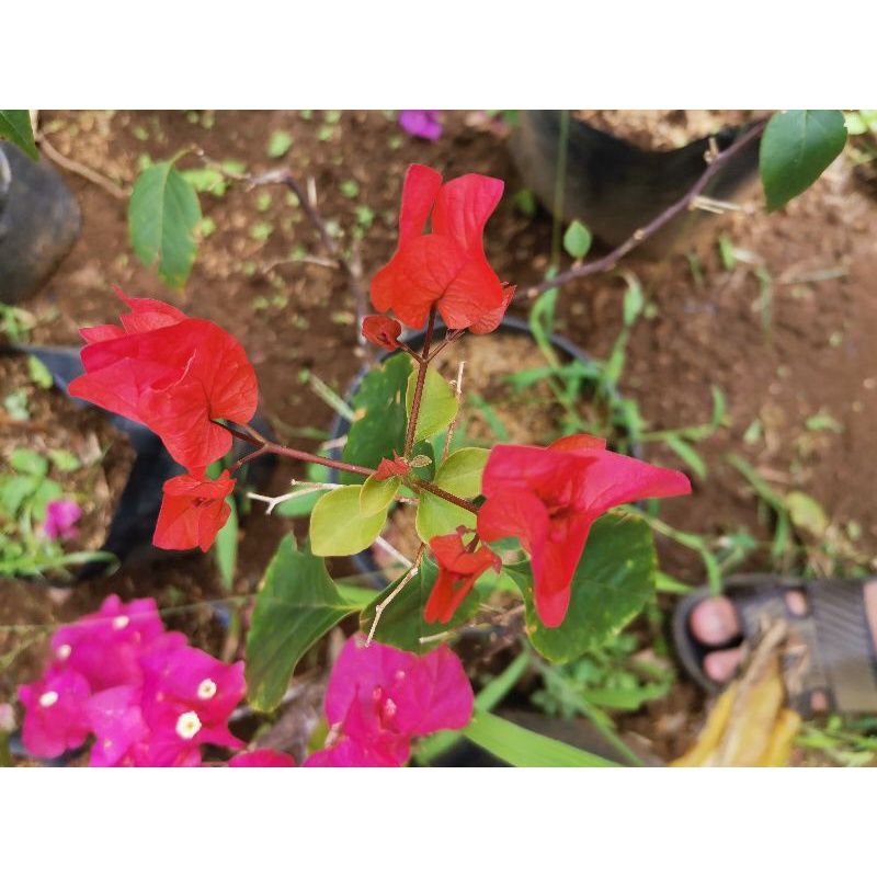 Jual Bunga Kertas Merah Bogenvil Red Bunga Bogenpil Bougainvillea