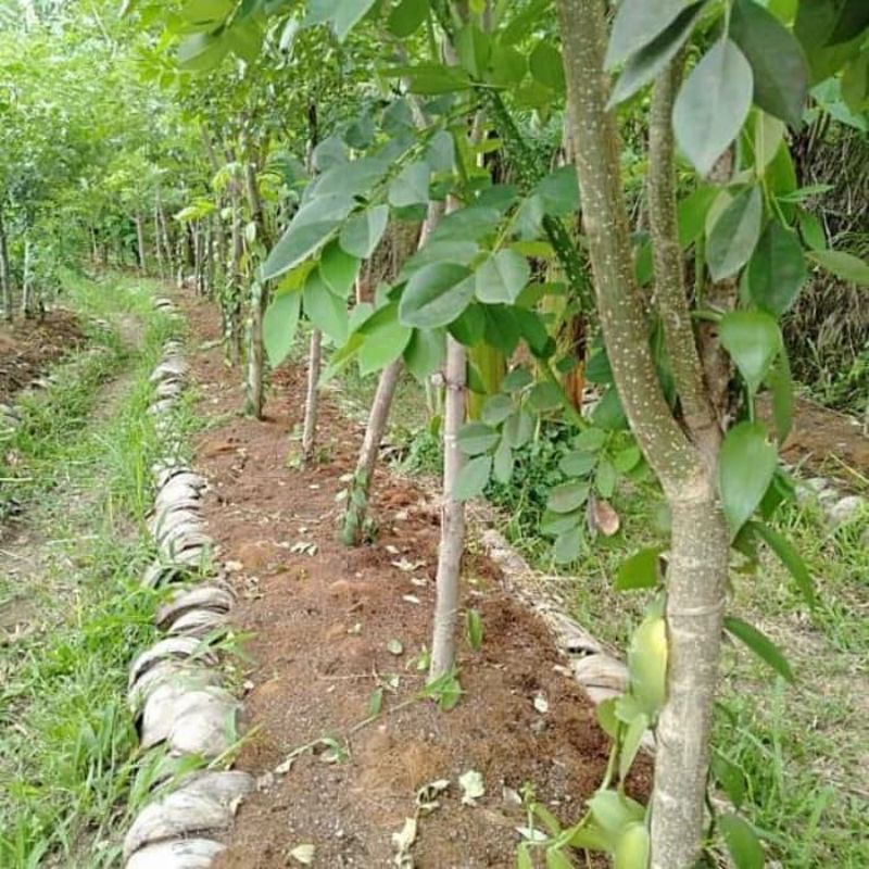 Jual Setel Bibit Gamal/kleresede(GliricidiaSepium)Sip tanam Per Batang ...