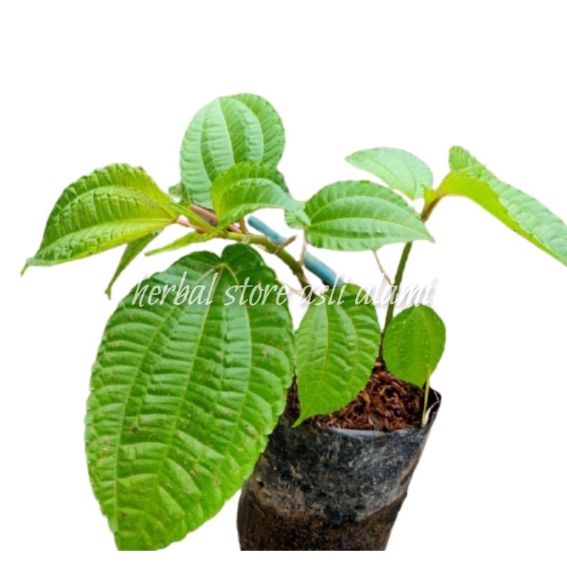 Jual bibit tanaman daun pohpohan sudah tumbuh | Shopee Indonesia