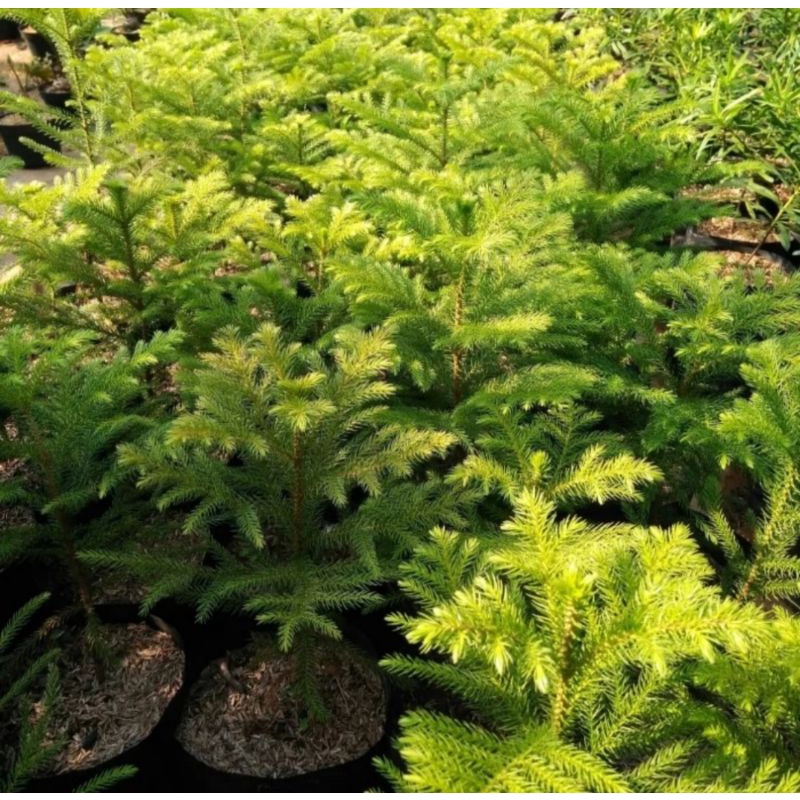 Jual Tanaman Cemara Norfolk Tanaman Cemara Pentris Cemara Nerflis ...