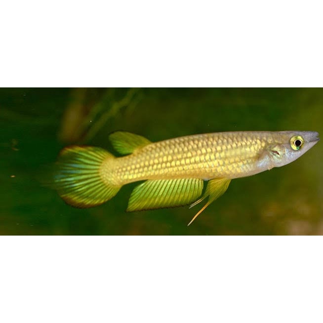 Jual ikan hias aquascape yellow pancax ikan kepala timah killifish ...