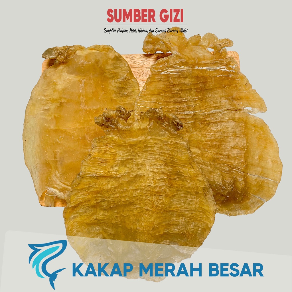 Jual YI PHIAU YIPHIAU HIPIAU HIPIO PERUT IKAN KAKAP MERAH BESAR ...