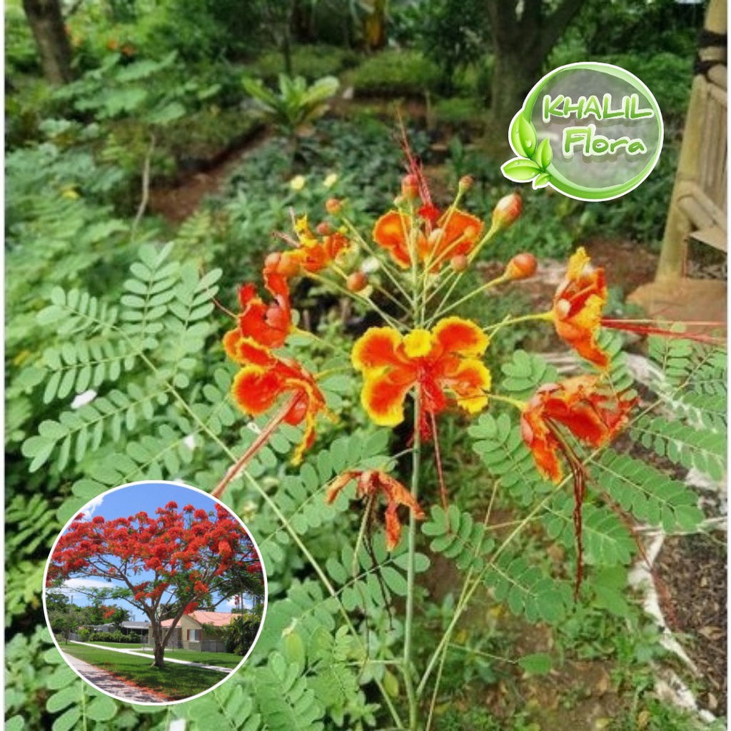 Jual Bibit Pohon Flamboyan Ukuran 30 cm - 60 cm | Shopee Indonesia