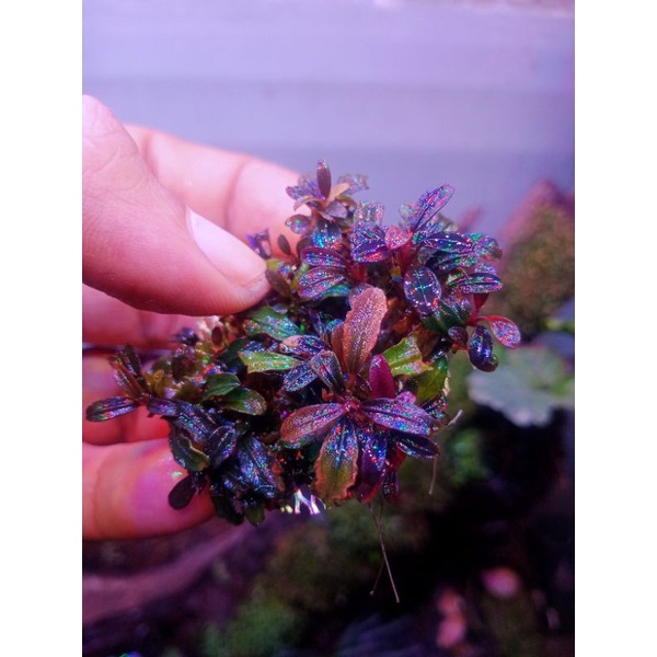 Jual Buce mini phantom mutasi | Shopee Indonesia