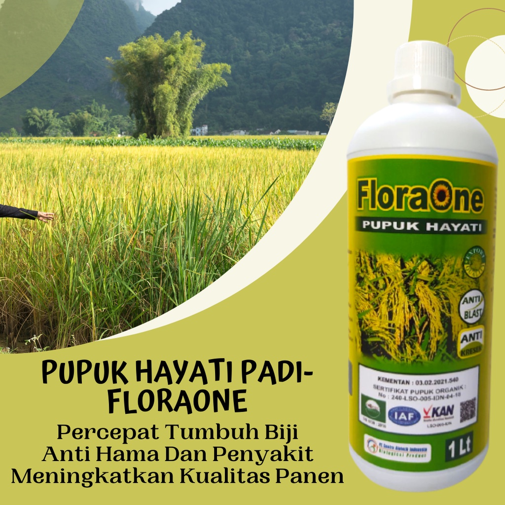 Jual Obat Penyakit Tungro Pada Tanaman Padi, Pupuk Padi Yang Bagus ...