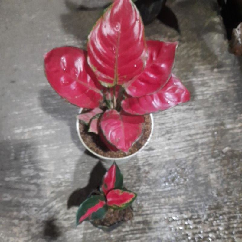 Jual paket red anja dan beby suksom | Shopee Indonesia