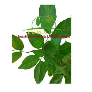 Jual Pohon Asem Londo Bibit Asam Belanda | Shopee Indonesia