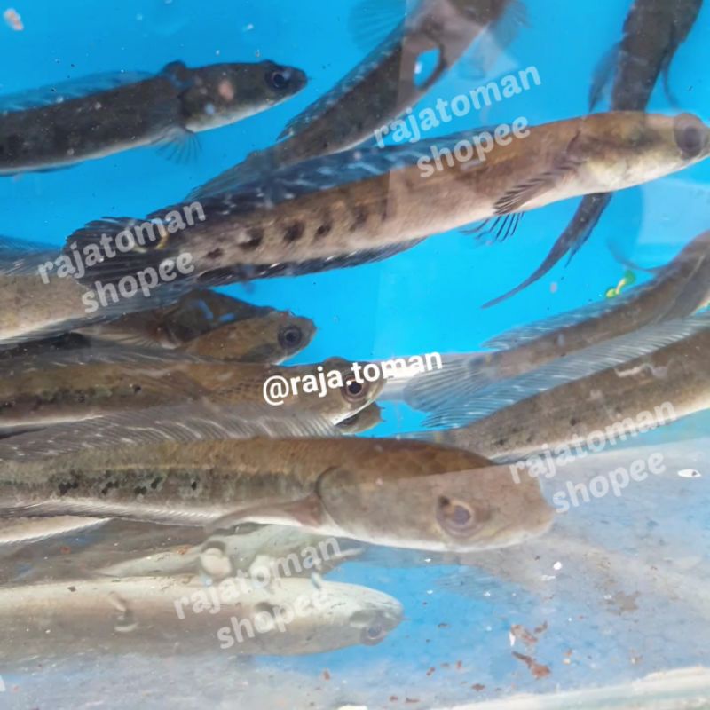 Jual Channa Maru YS Yellow Sentarum Progress Sortir Cabung Size 10-13 ...