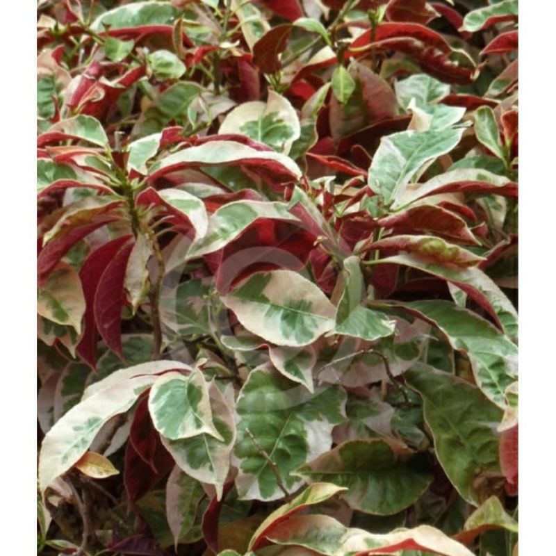 Jual ( BISA COD ) Tanaman Hias Sambang Dara Tanaman Indoor Outdoor ...