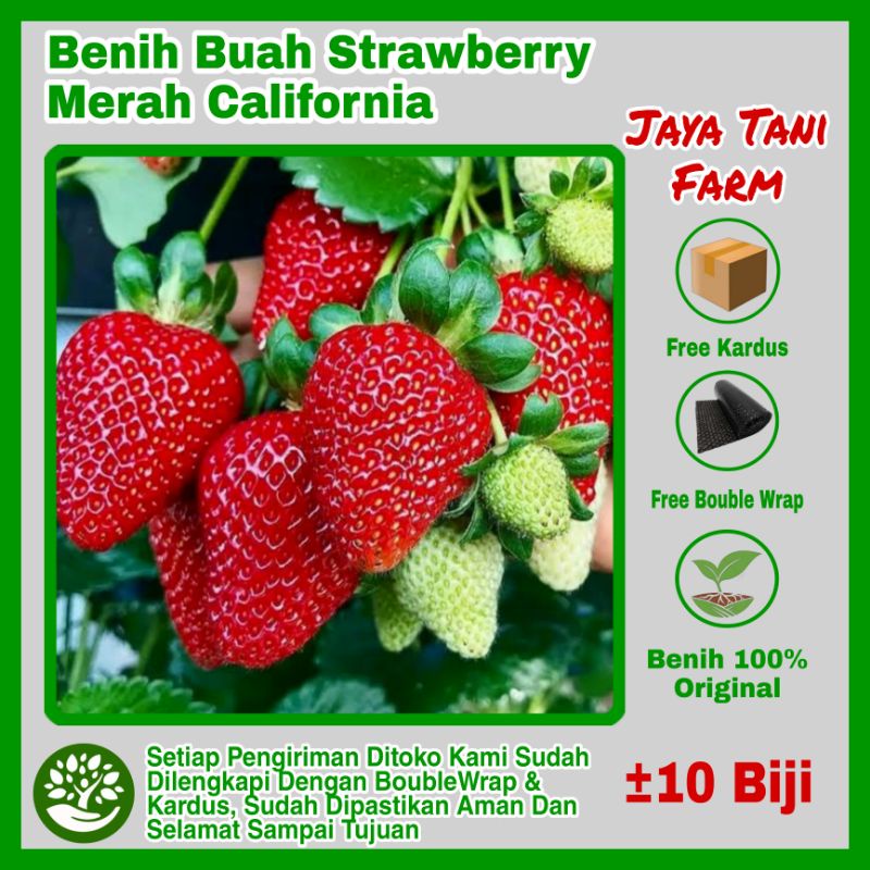 Jual 10 Biji Benih Buah Strawberry California Super Merah Unggulan F1 ... Jual 10 Biji Benih Buah Strawberry California Super Merah Unggulan F1 ...