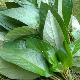 Jual Lalapan mentah herbal Daun reundeu,daun rende segar 100g | Shopee ...