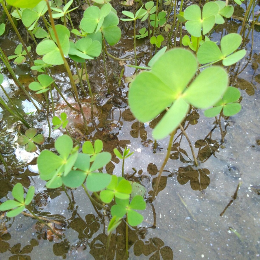 Jual tanaman aquascape - tanaman air semanggi - semanggi paludarium ...